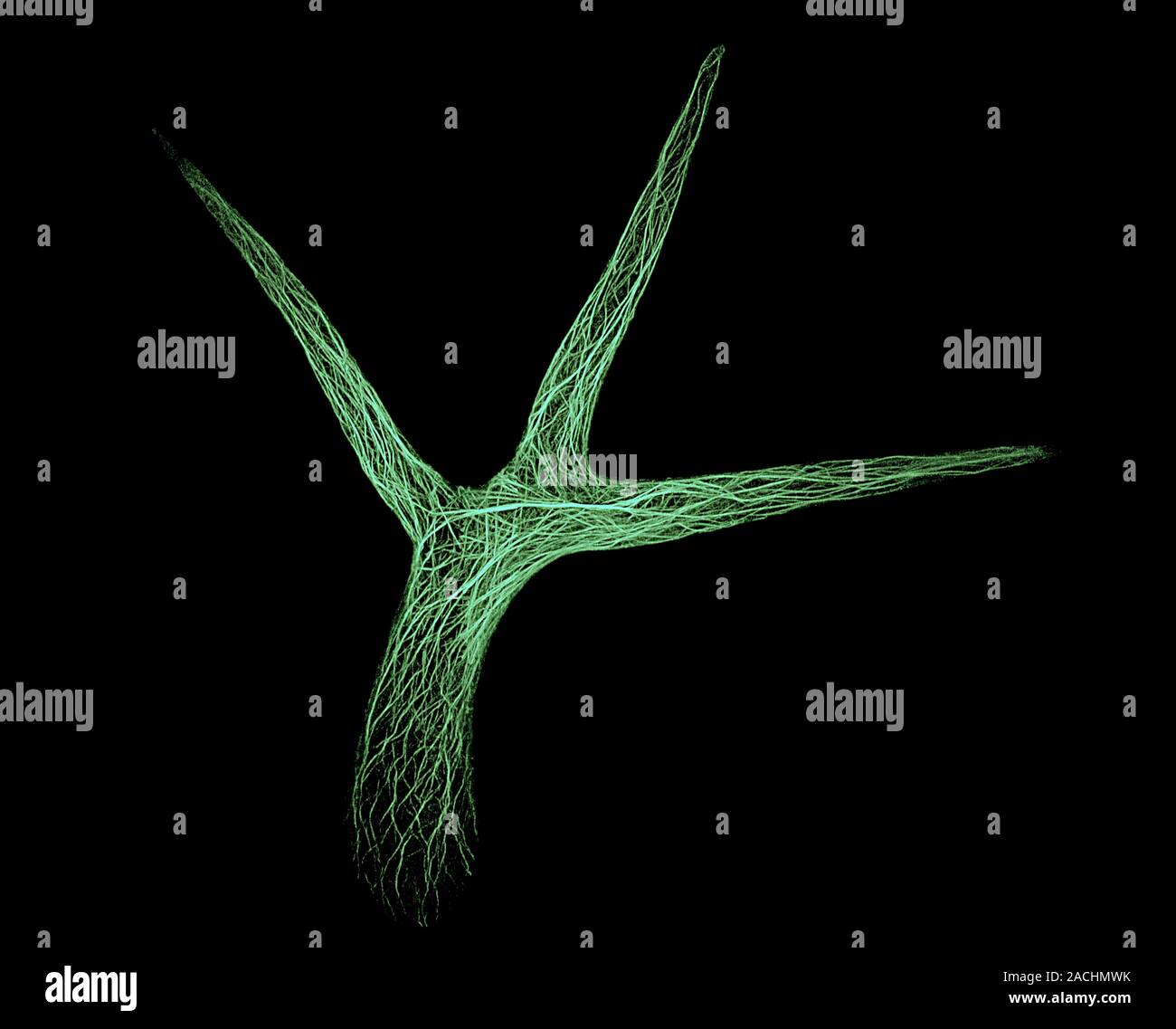 Thale cress leaf hair. Fluorescence micrograph showing the ...