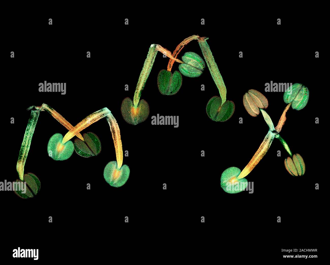 Thale cress stamens. Fluorescence micrograph of stamens (male ...