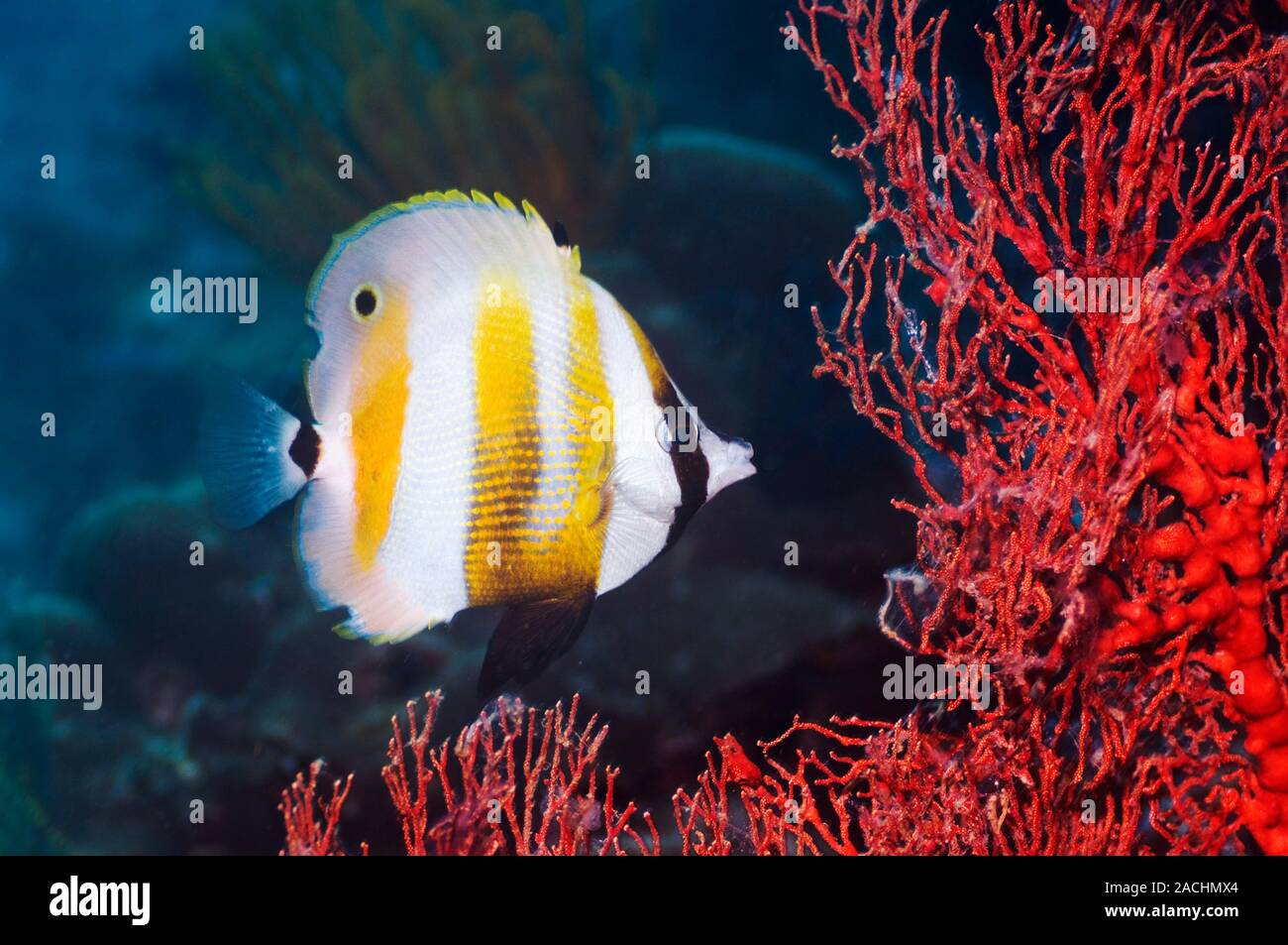Orange-banded coralfish (Coradion chrysozonus) feeding on gorgonian ...