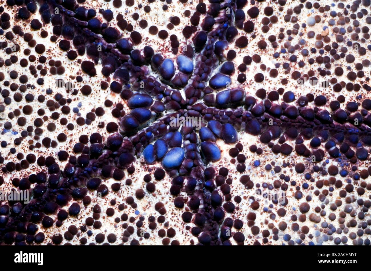Cushion seastar. Close-up of the underside of a cushion starfish ...