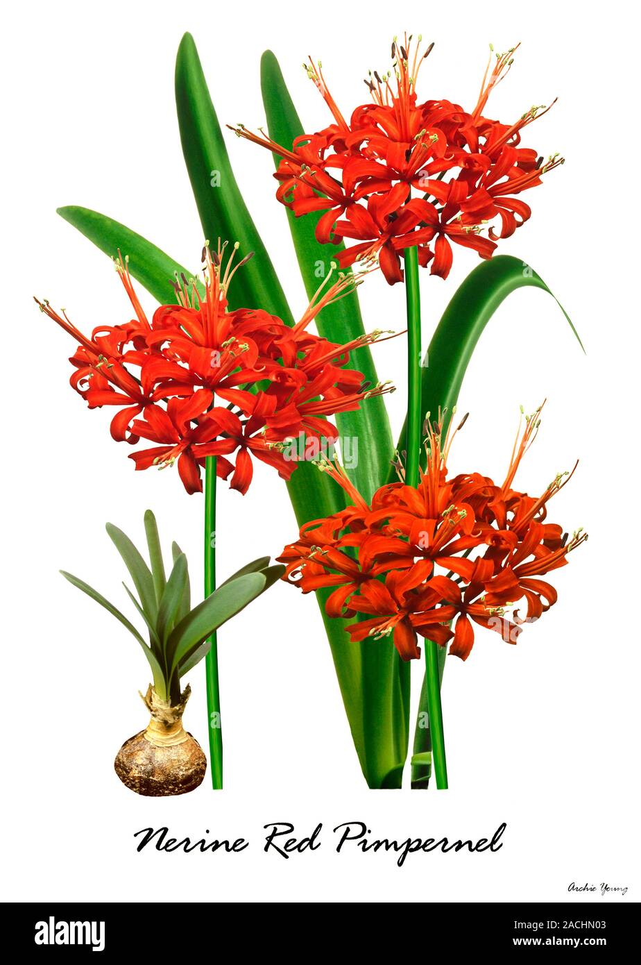 Illustration of Nerine 'Red Pimpernell' in flower Stock Photo - Alamy