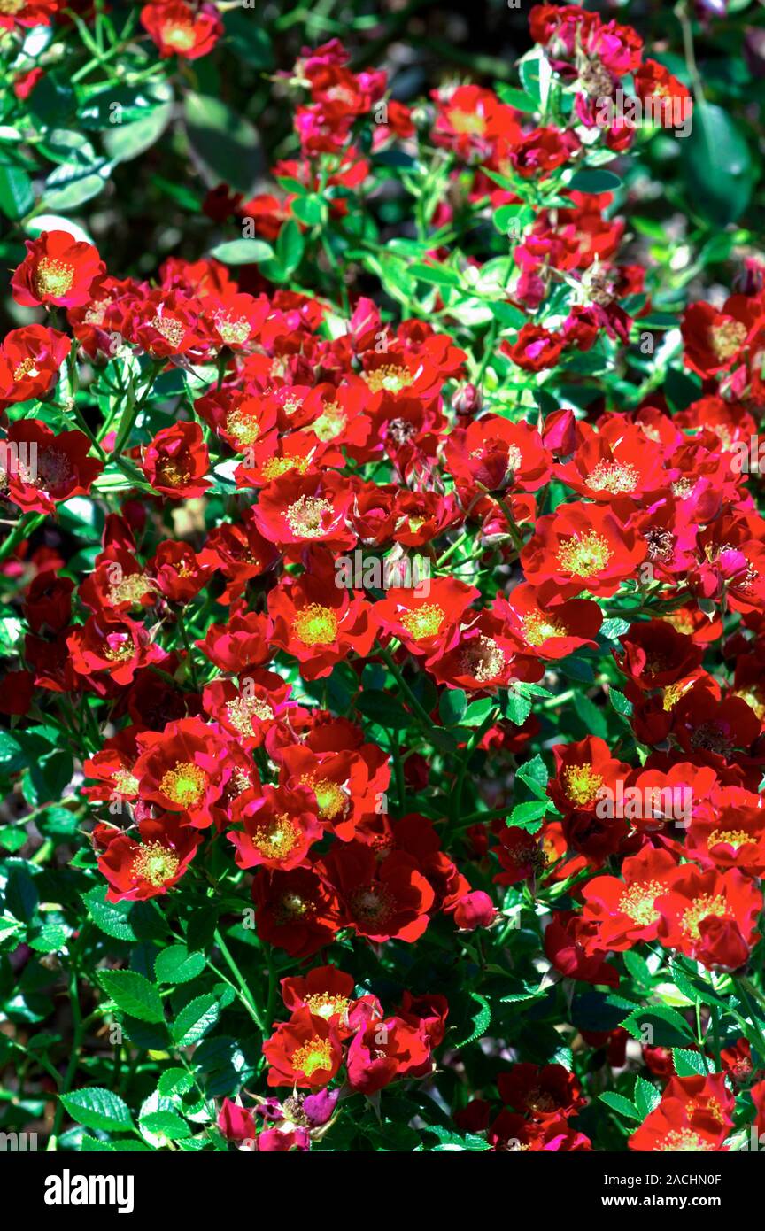 Rose (Rosa 'Bassino') in flower Stock Photo - Alamy