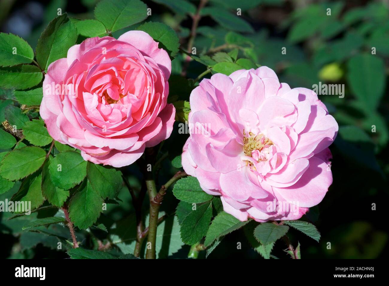 Rose (Rosa 'Bonica') in flower Stock Photo - Alamy