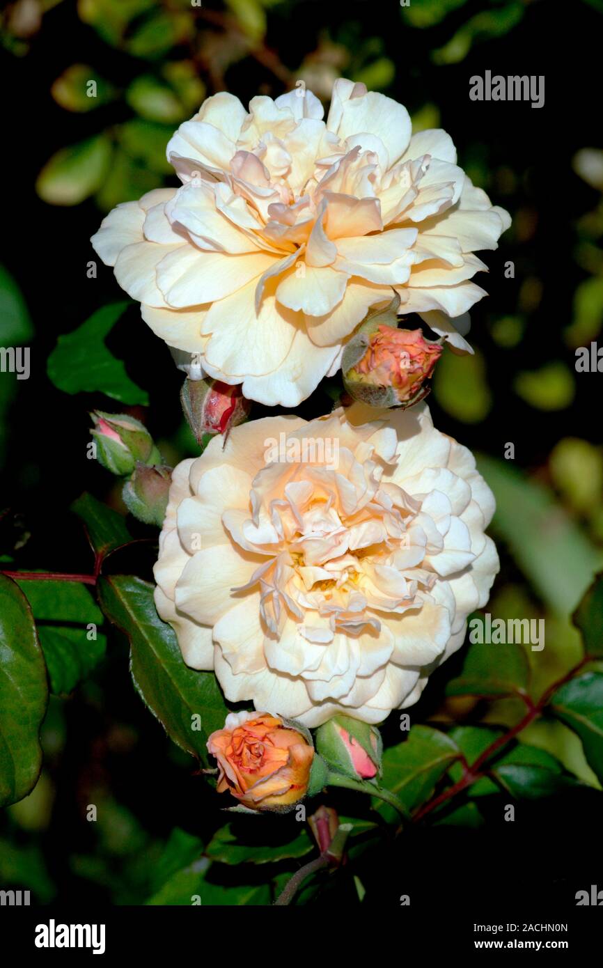 Rose (Rosa 'Buff Beauty') in flower Stock Photo - Alamy