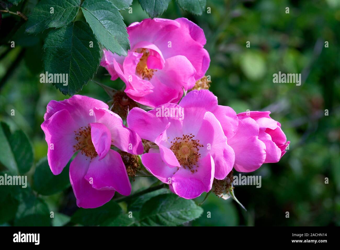 Rose (Rosa 'Complicata') in flower Stock Photo - Alamy