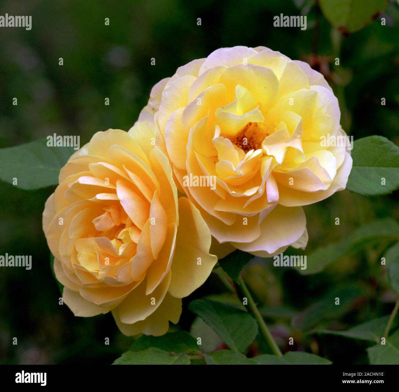 Rose (Rosa 'Graham Thomas') in flower Stock Photo - Alamy