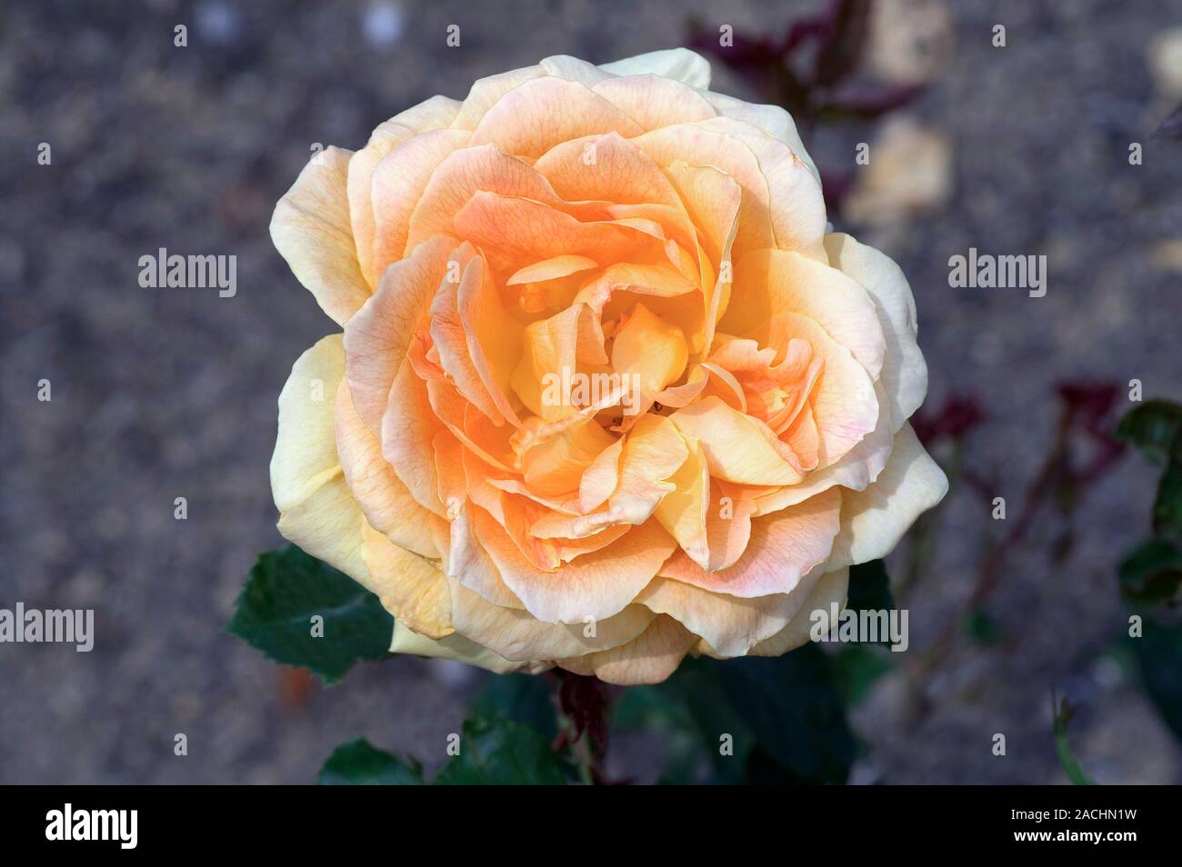 Rose (Rosa 'Jean Giona') in flower Stock Photo - Alamy