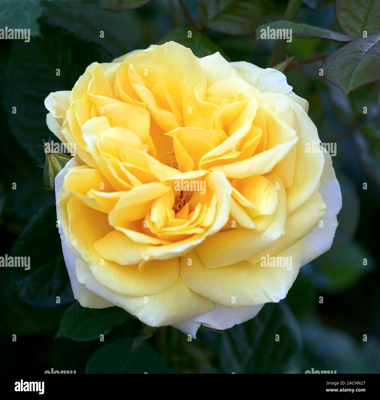 Rose (Rosa 'Michelangelo') in flower Stock Photo - Alamy