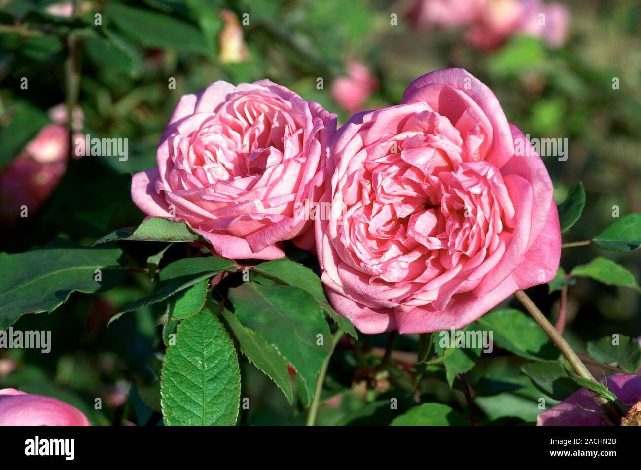 Rose (Rosa 'Mrs. B.R.Cant') in flower Stock Photo - Alamy