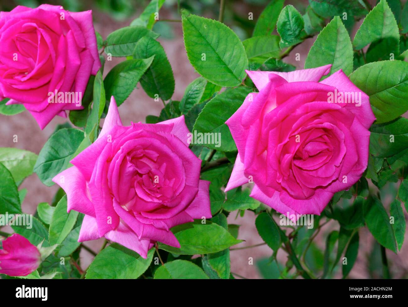 Rose (Rosa 'Zephirine Drouhin') in flower Stock Photo - Alamy