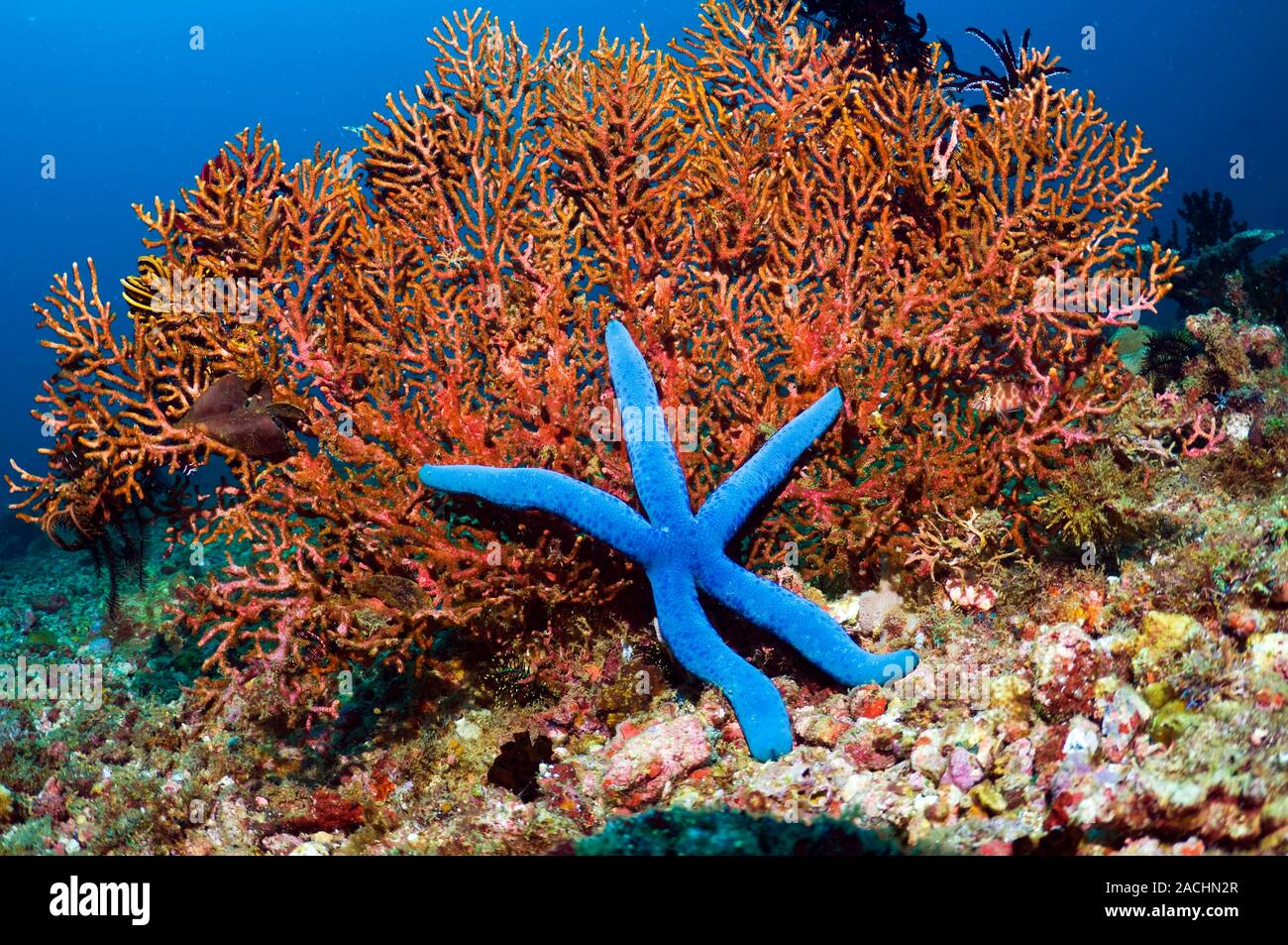 Blue seastar (Linckia laevigata) leaning against a sea fan (gorgonian ...