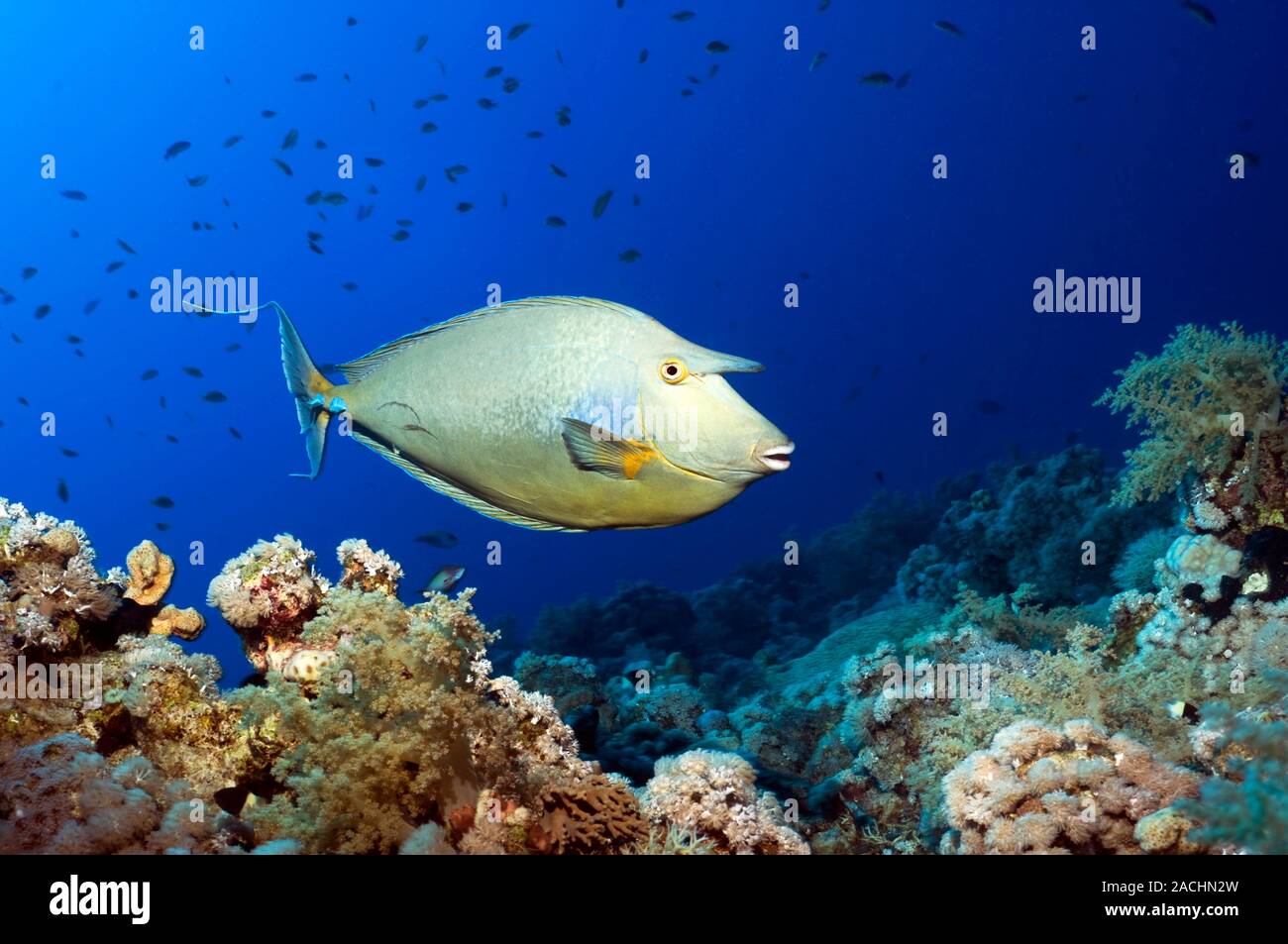 Bluespine unicornfish (Naso unicornis) over a reef. Photographed in the ...