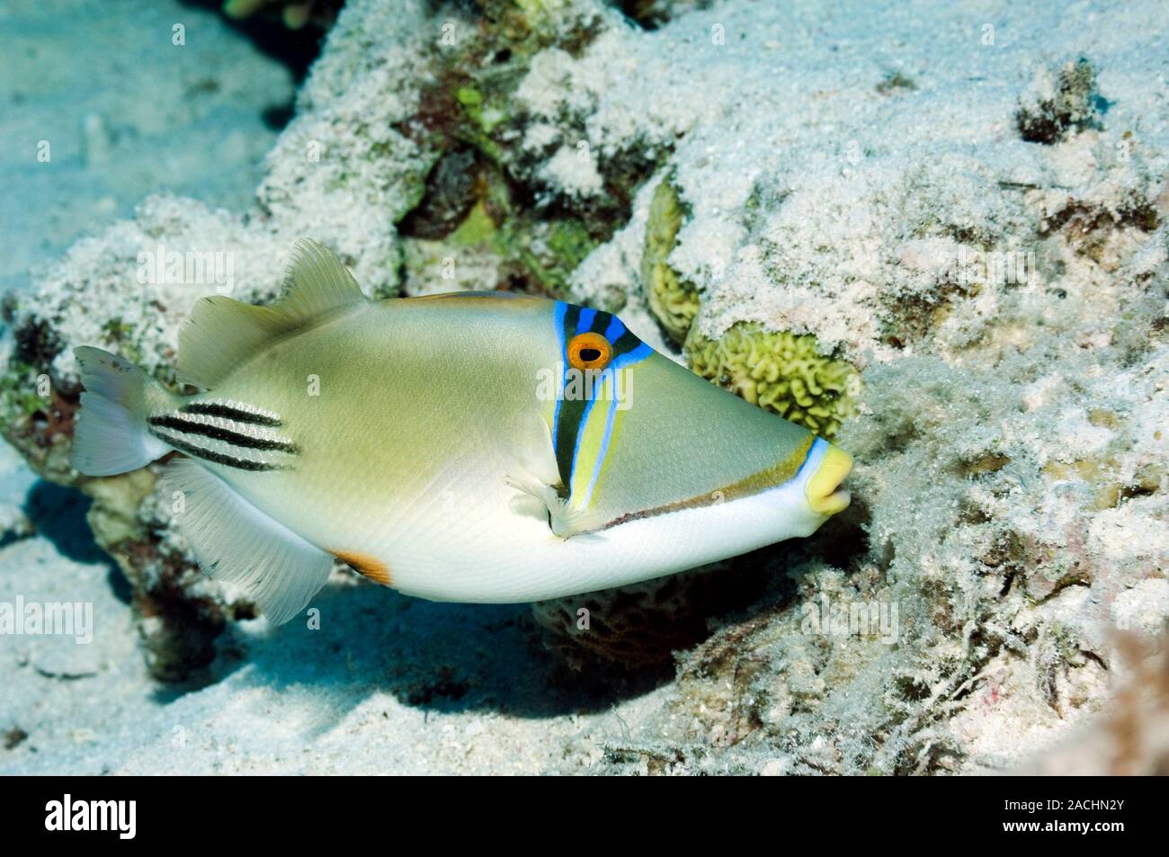 Arabian Picasso triggerfish (Rhinecanthus assasi) guarding its egg mass ...