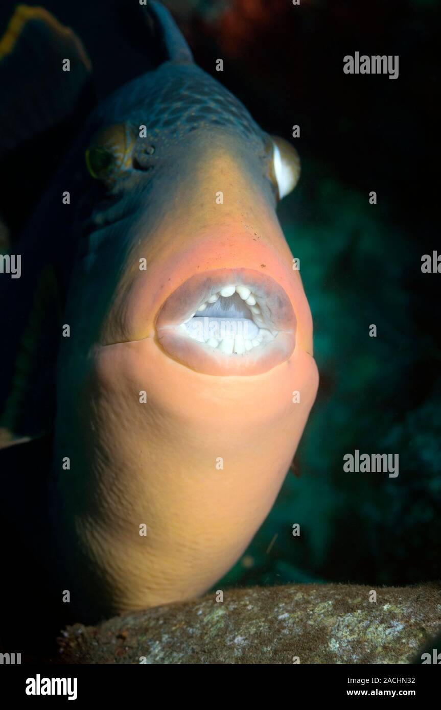 Titan triggerfish. Close-up of the mouth of a titan triggerfish ...
