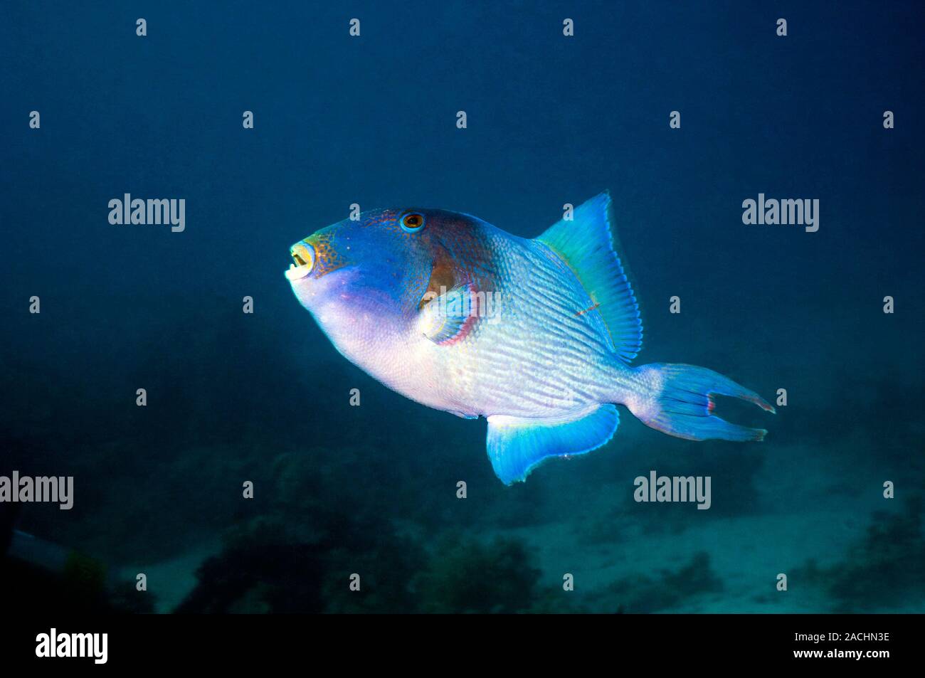 Blue triggerfish (Pseudobalistes fuscus). Photographed in the Red Sea ...
