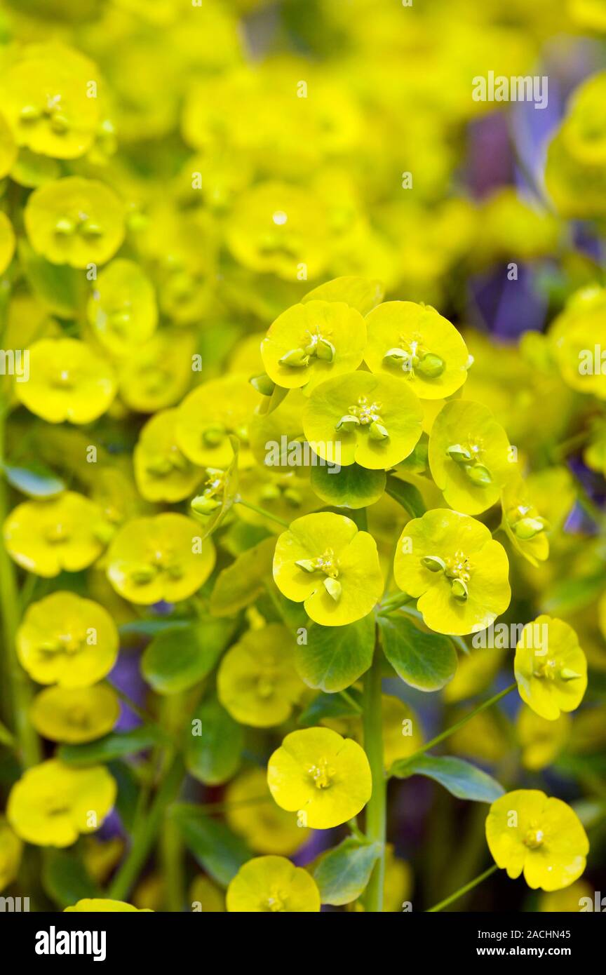 Caper Spurge (Euphorbia lathyris), also known as Paper Spurge, in ...