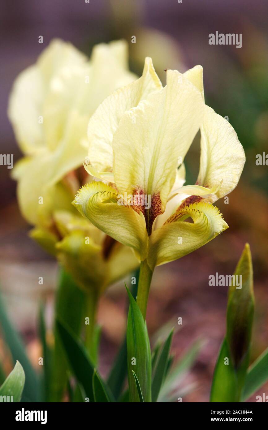Bearded Iris (Iris suaveolens) in flower Stock Photo - Alamy
