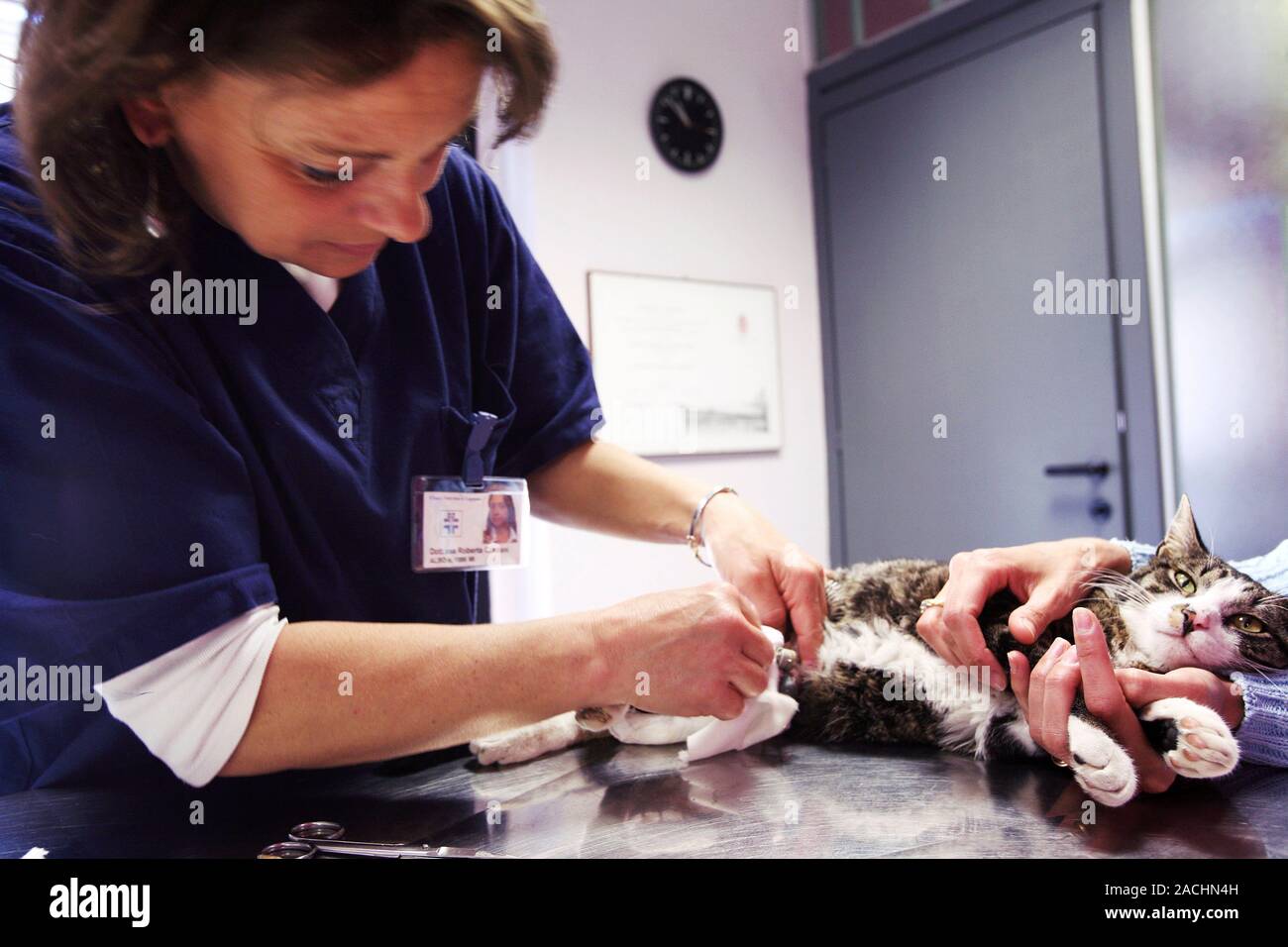 Vet treating a cat Stock Photo - Alamy