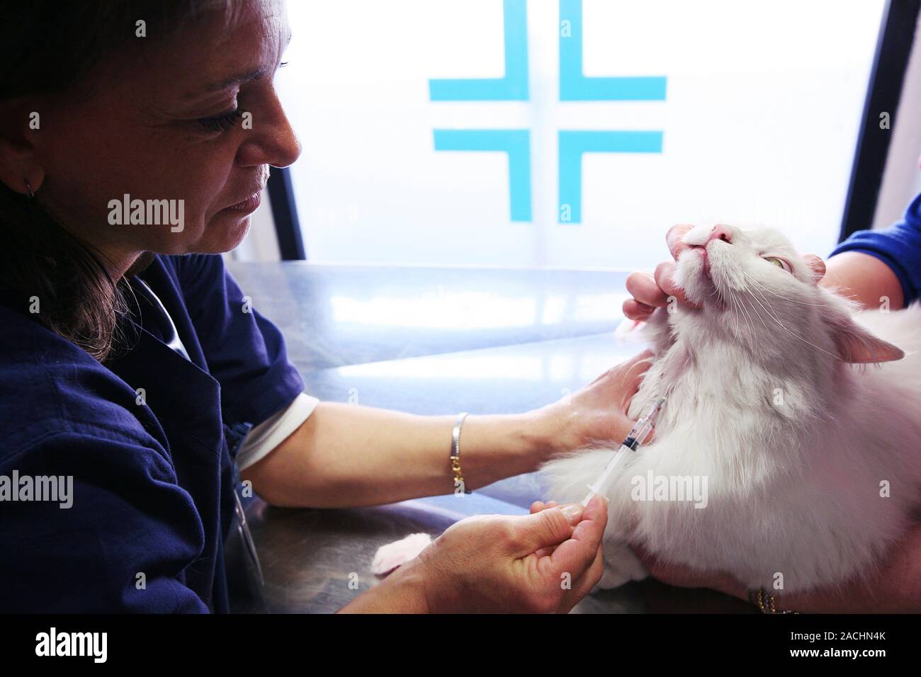 Vet treating a cat Stock Photo - Alamy