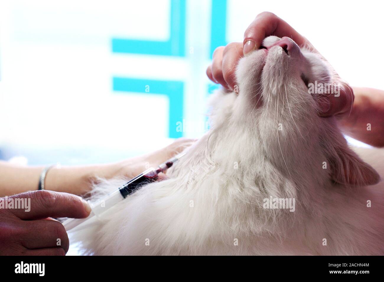Vet treating a cat Stock Photo - Alamy