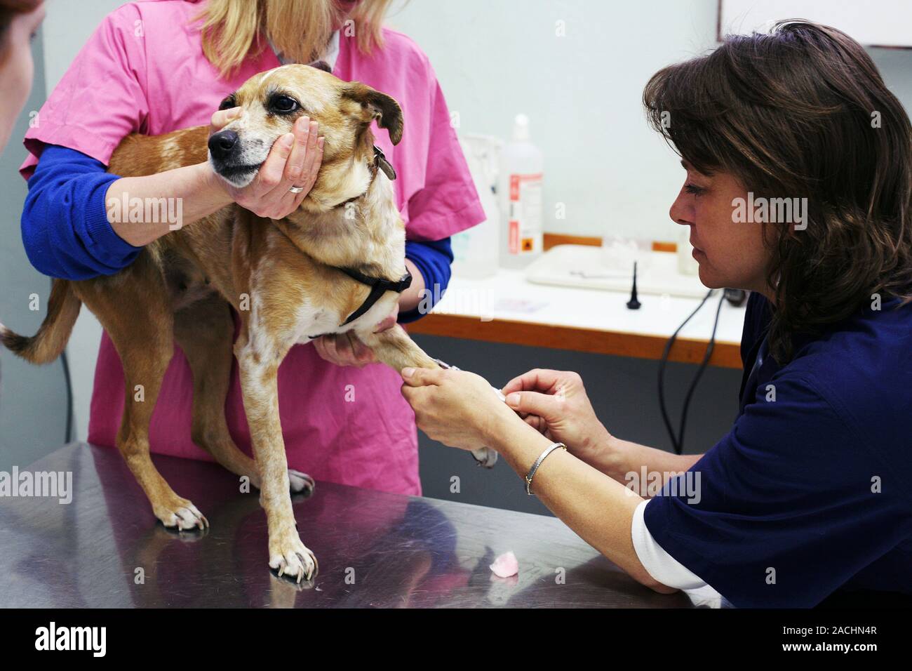 Vet treating a dog Stock Photo - Alamy