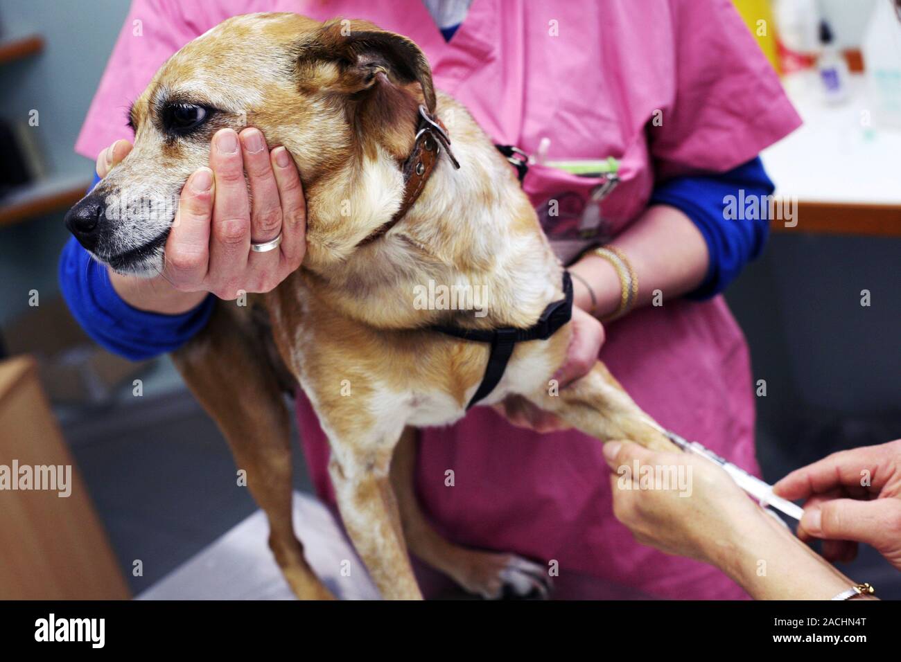 Vet treating a dog Stock Photo - Alamy