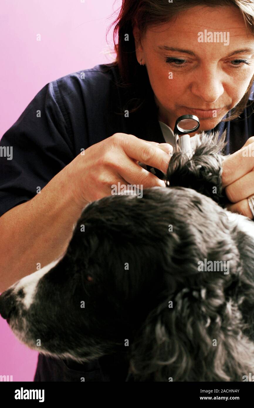 Vet examining a dog Stock Photo - Alamy