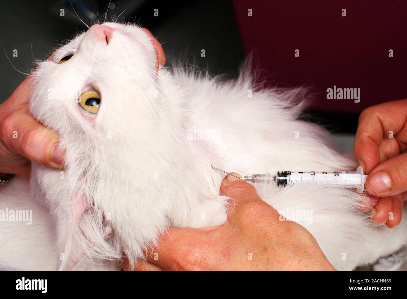 Vet treating a cat Stock Photo - Alamy