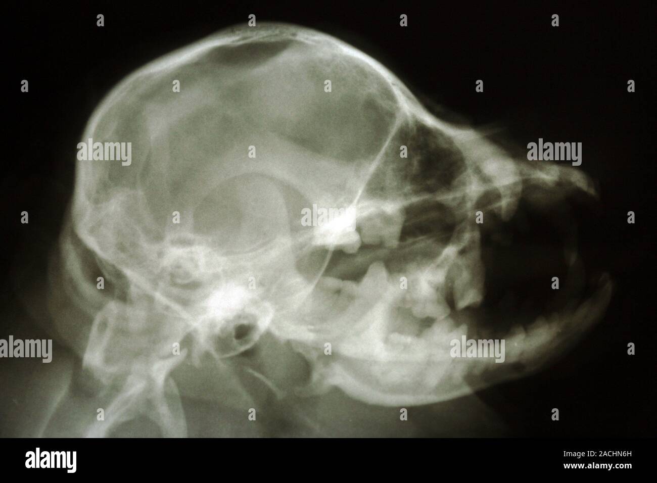 Cat skull, X-ray Stock Photo - Alamy