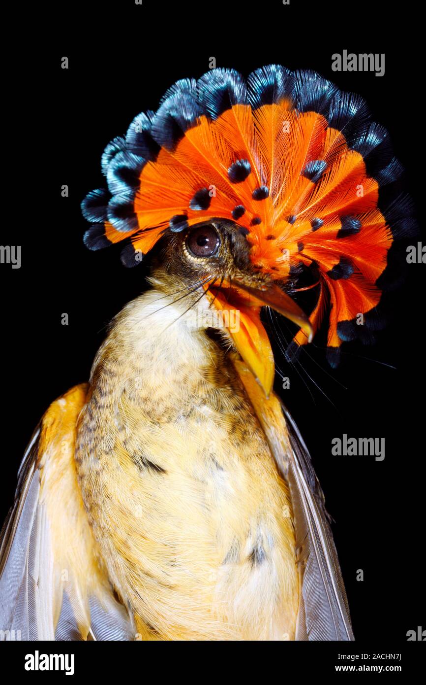 Amazonian Royal Flycatcher Adaptations
