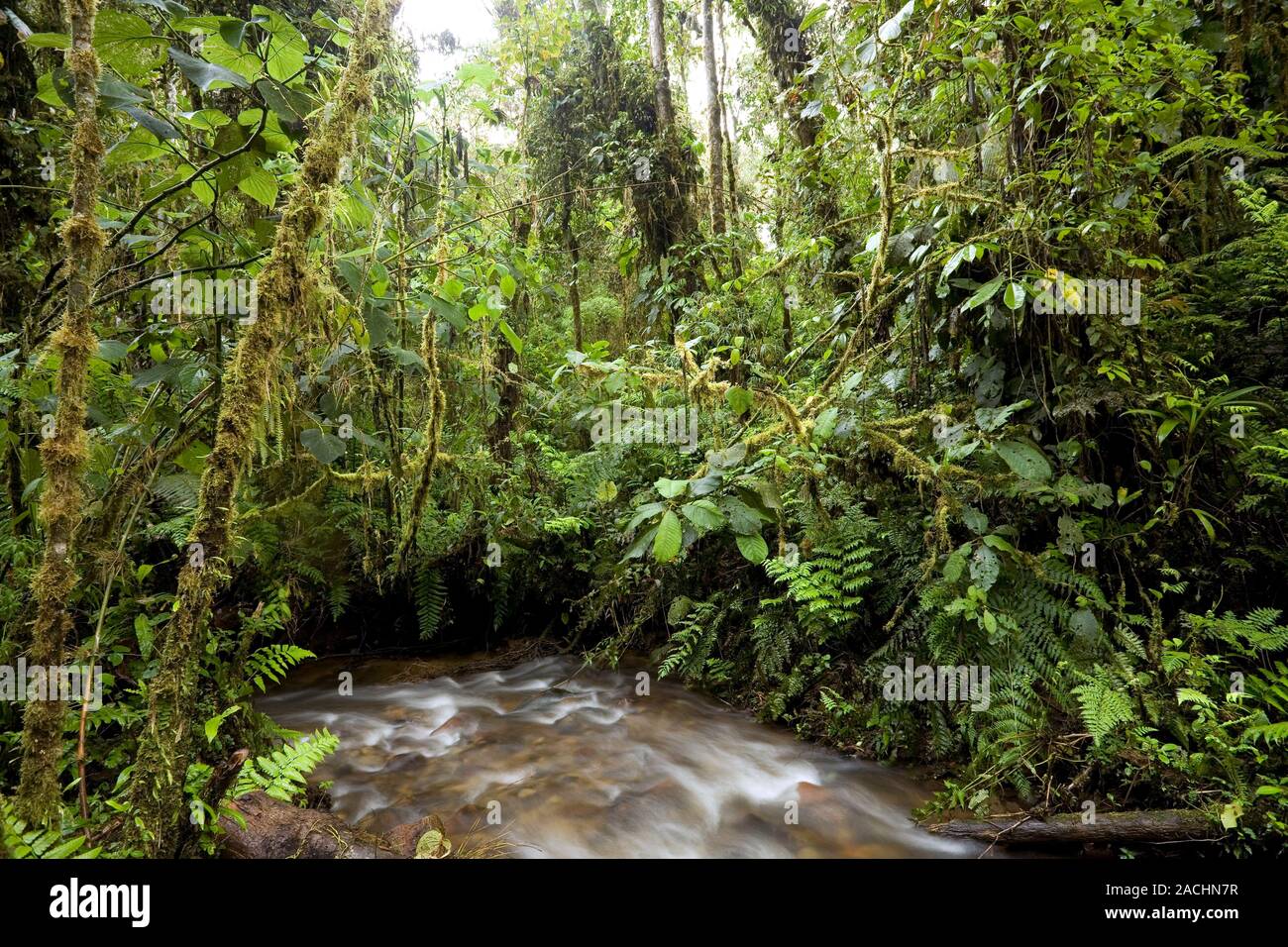Amazon rainforest. Stream running through a tropical rainforest 2000 ...