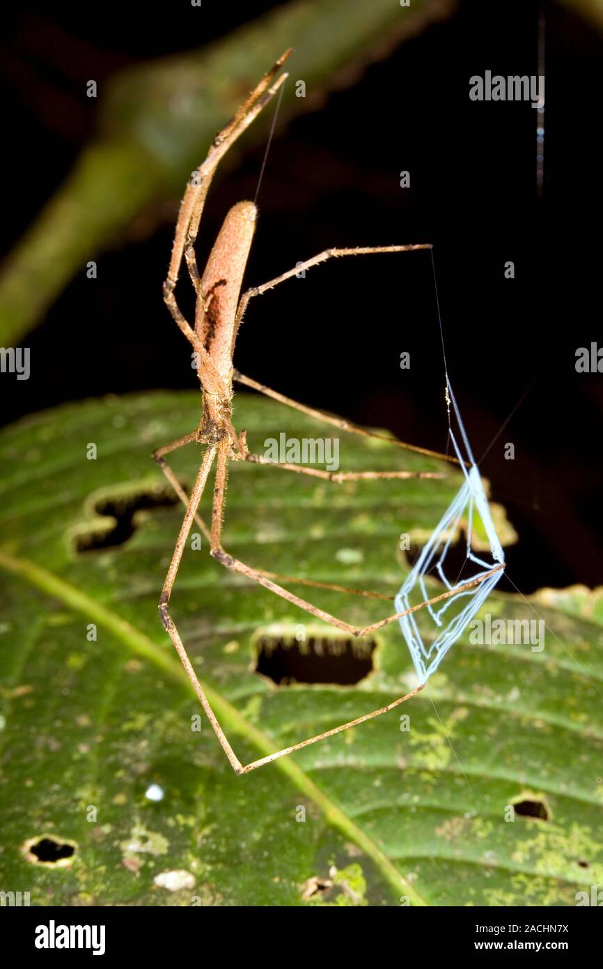 Ogre faced spider (Deinopis sp.) with its capture web (white). These ...
