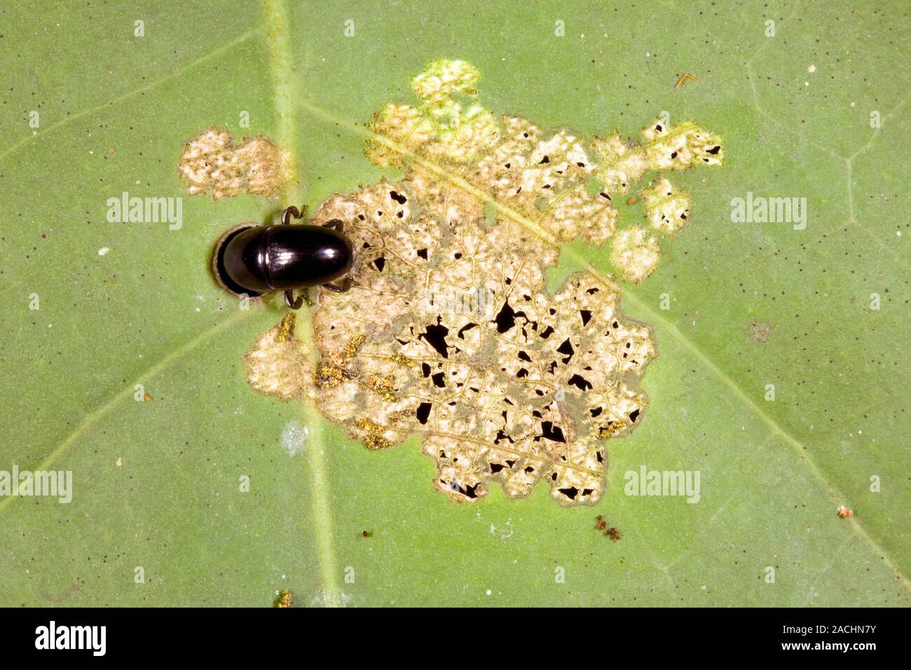 Tropical beetle (order Coleoptera) eating a leaf. Photographed in the ...