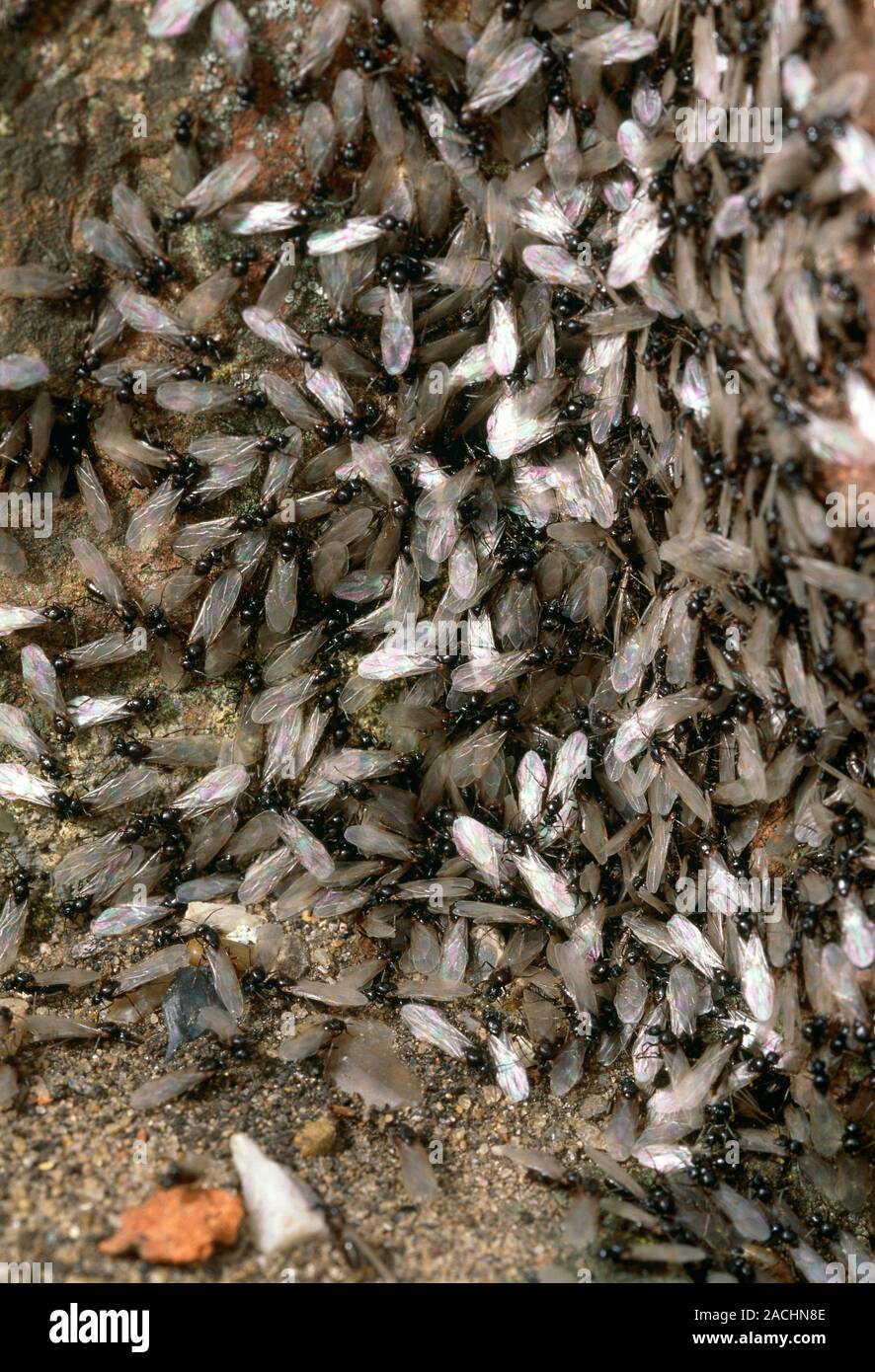 Winged black ants. Swarm of winged black ants (Lasius niger) emerging ...