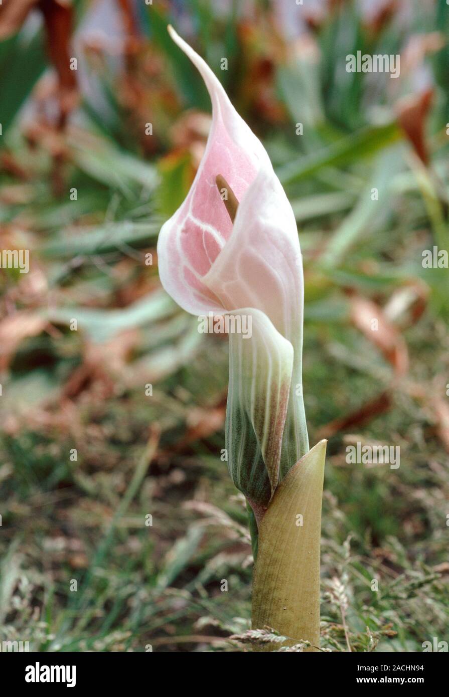 Cobra lily (Arisaema candidissimum) flower Stock Photo - Alamy
