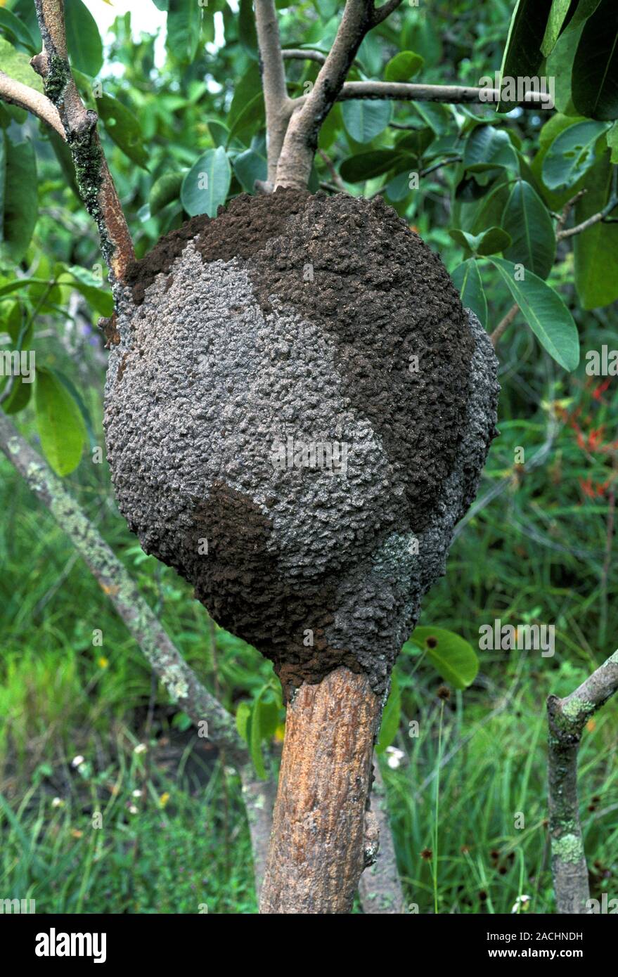 Termite (order Isoptera) nest in a tree. Photographed in a forest in ...