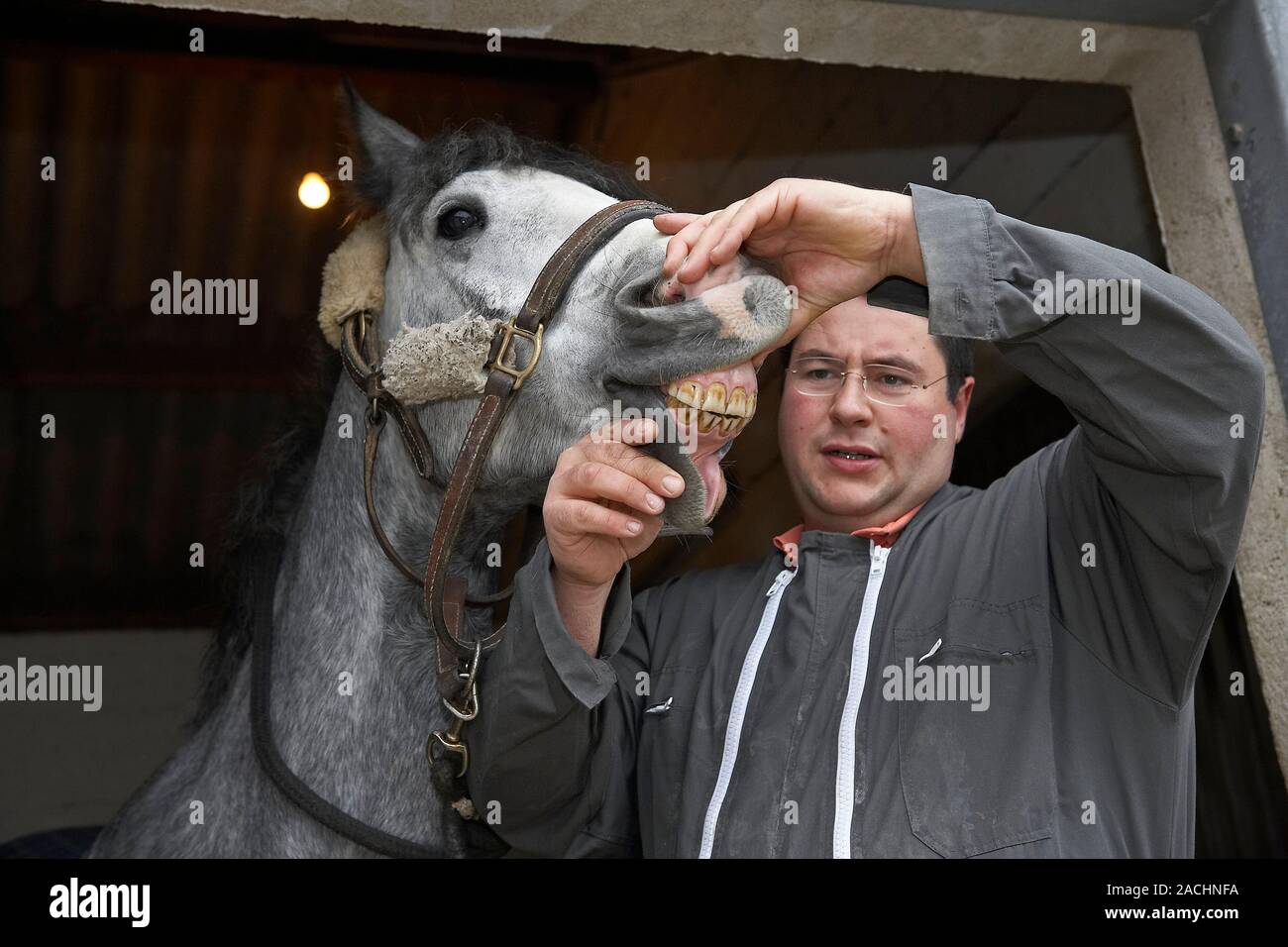 Veterinary dentist checking a horse's teeth and gums Stock Photo - Alamy