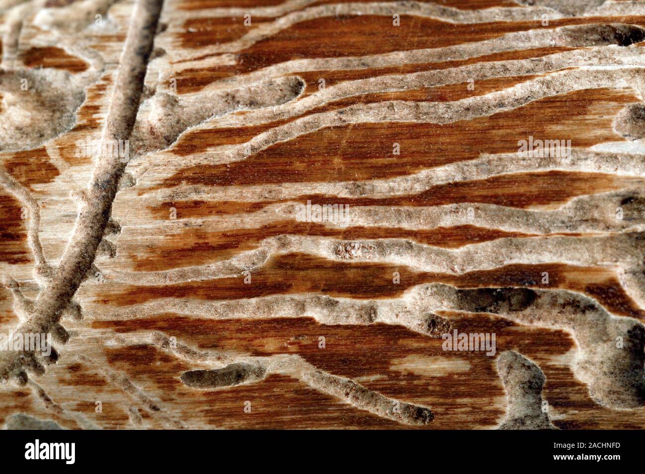 Woodworm damage. Woodworm is a generic term for wood-boring insect ...