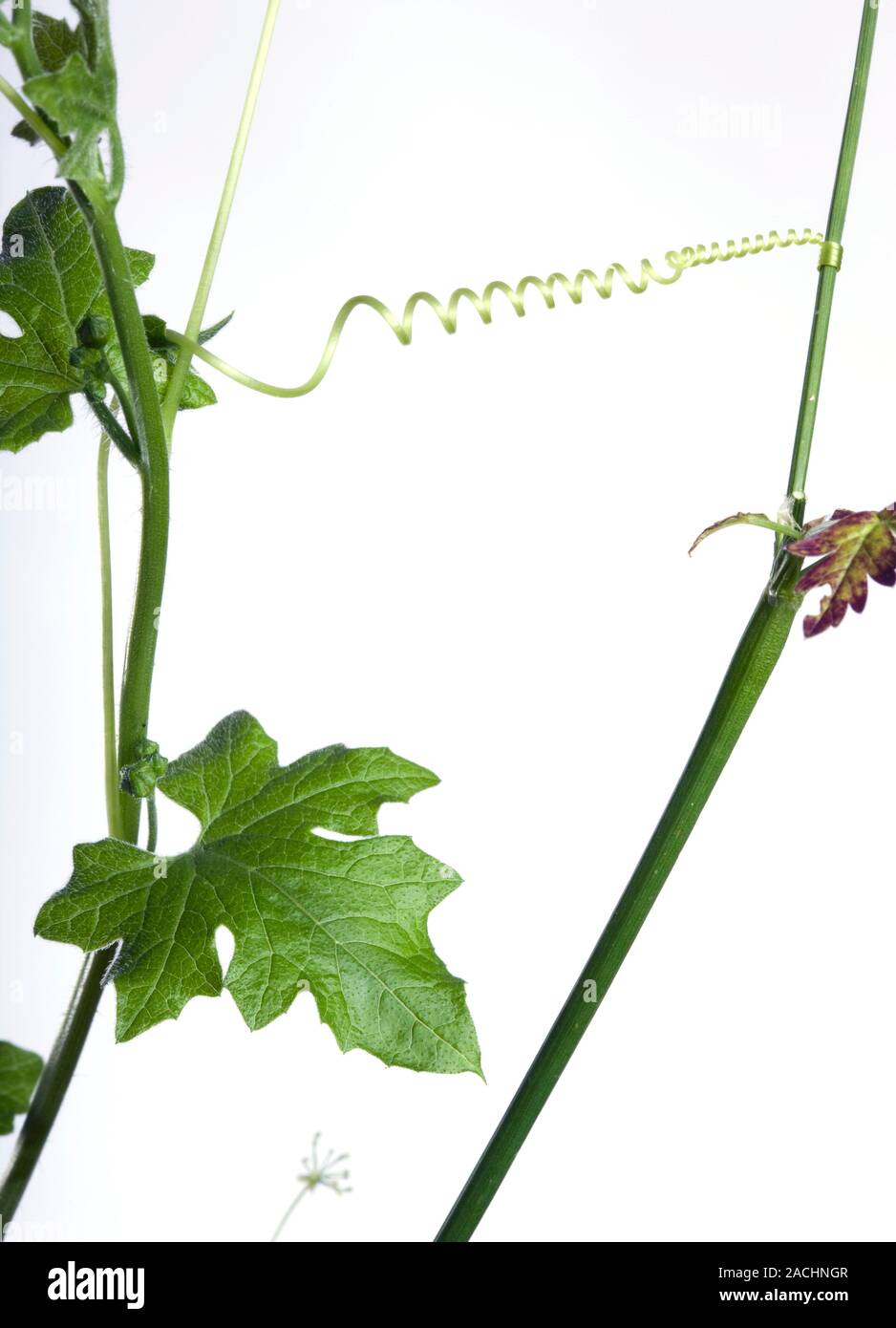 Red bryony (Bryonia dioica) tendril (spiral). The red bryony is a ...