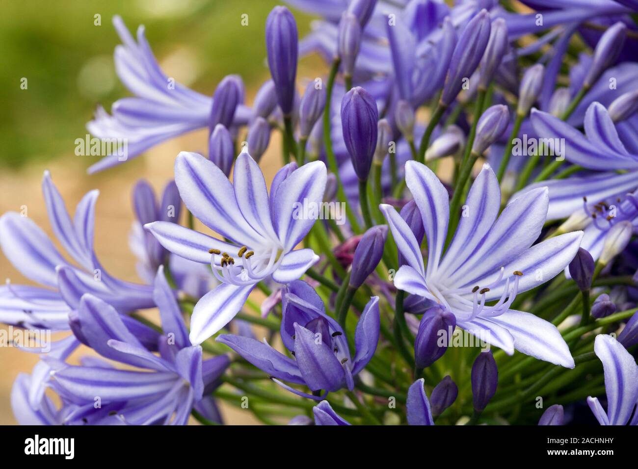 African blue lily (Agapanthus praecox orientalis) flowers Stock Photo ...