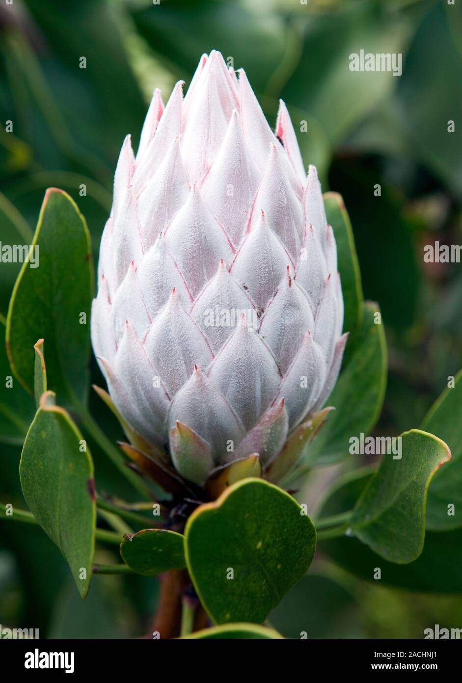 King protea (Protea cynaroides) flower bud Stock Photo - Alamy