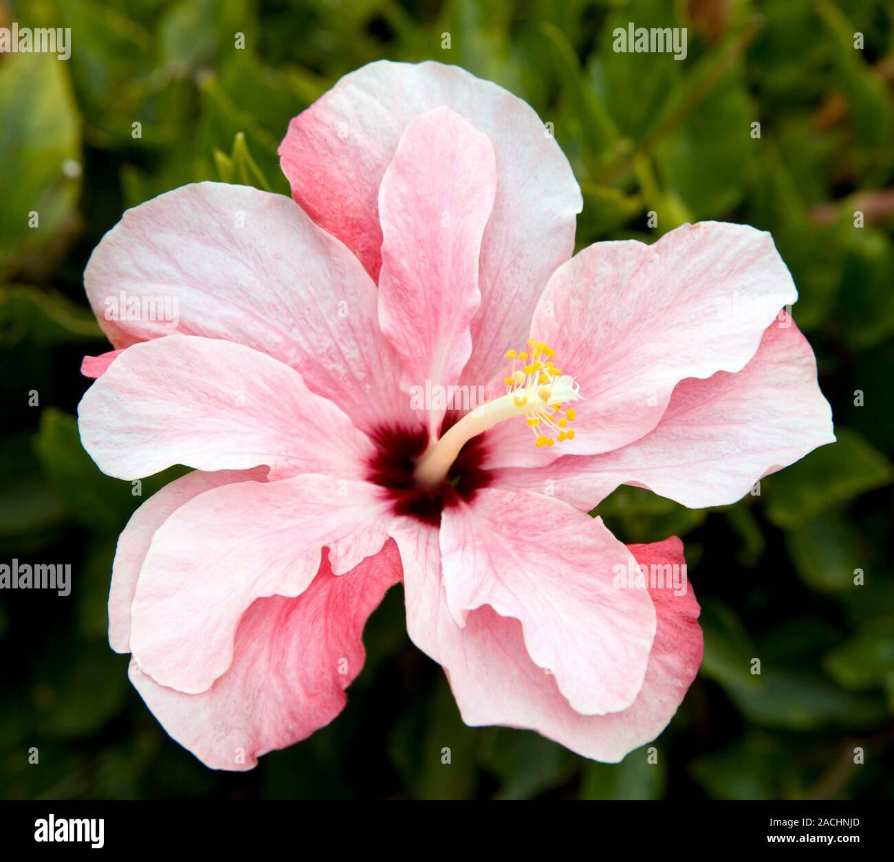 Chinese hibiscus (Hibiscus rosa sinensis) flower Stock Photo - Alamy
