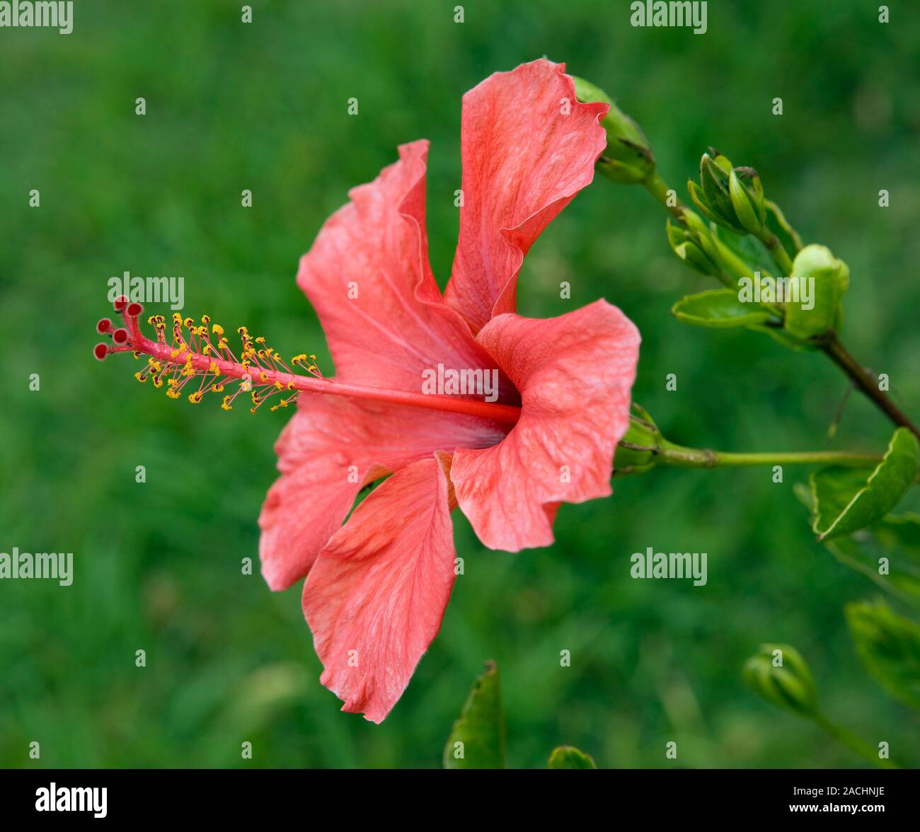 Chinese hibiscus (Hibiscus rosa sinensis) flower Stock Photo - Alamy
