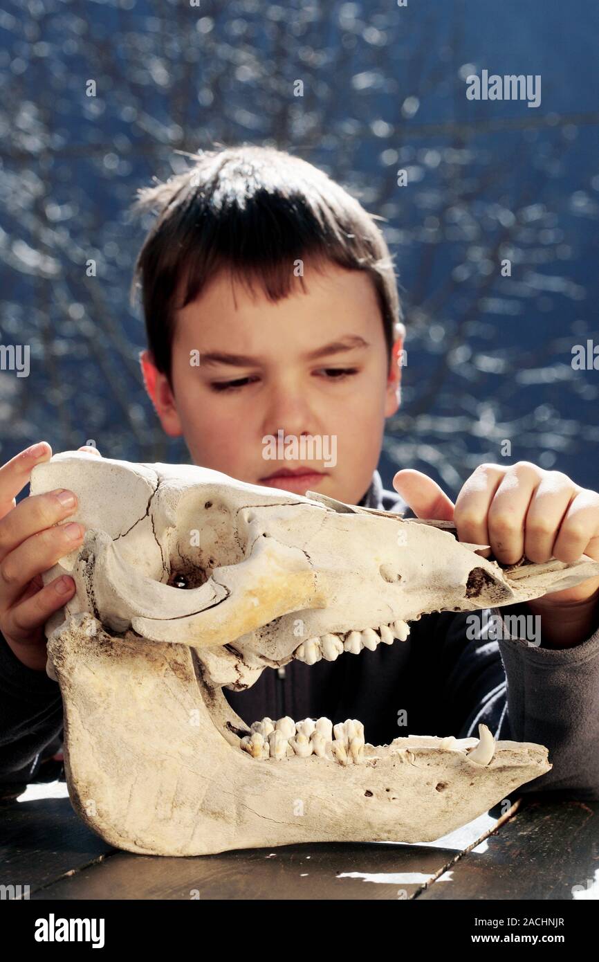 Boy examining a cow's skull Stock Photo - Alamy