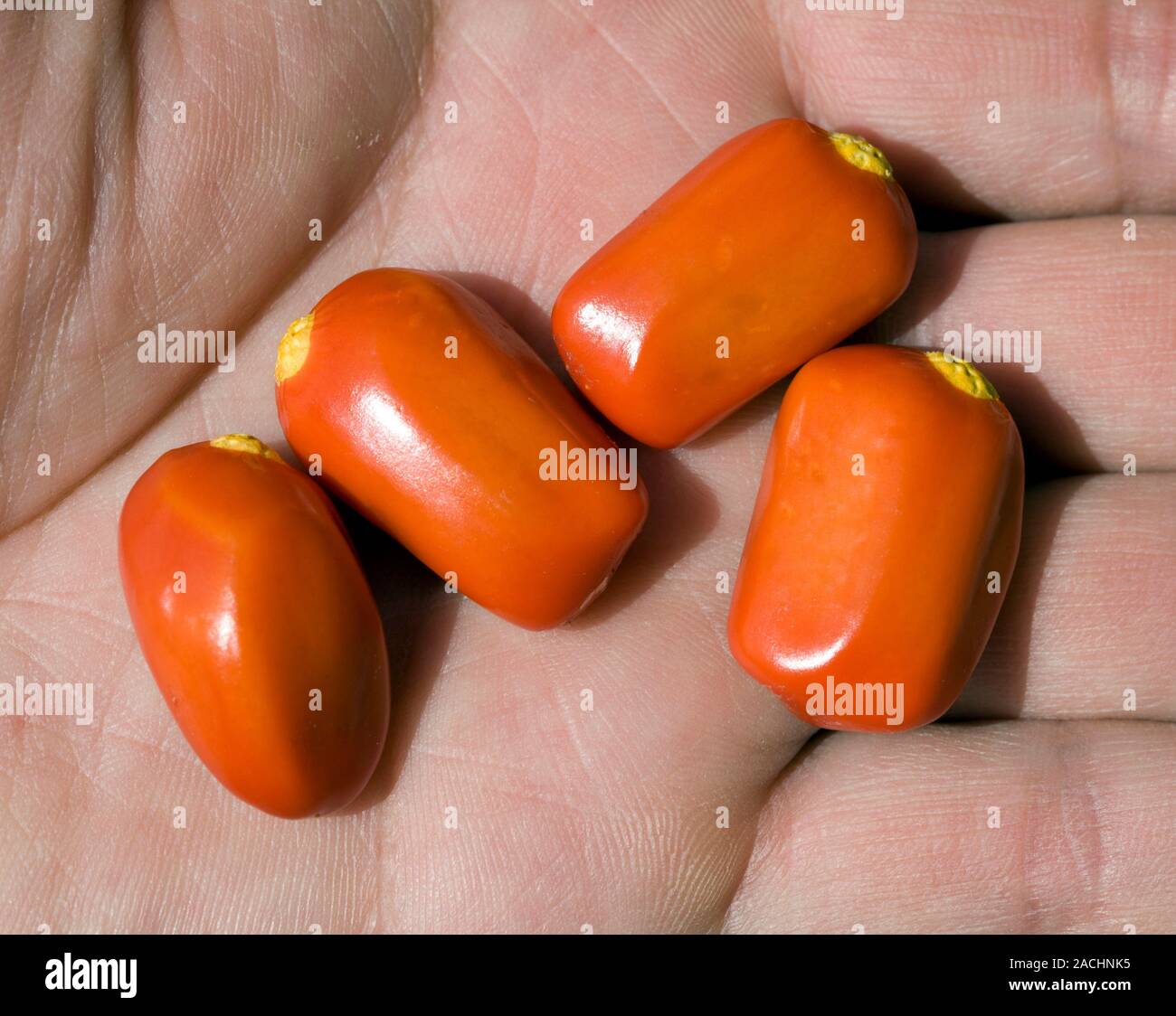 Sago palm (Cycas revoluta) seeds in a person's hand. These seeds are ...