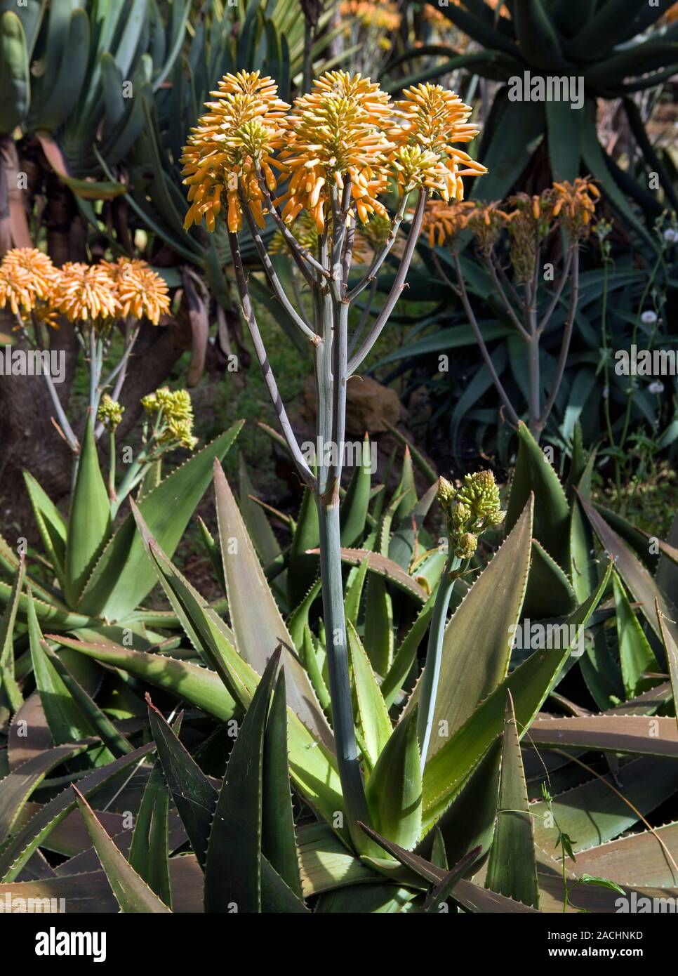 Aloe plants (Aloe sp. plants in flower Stock Photo - Alamy