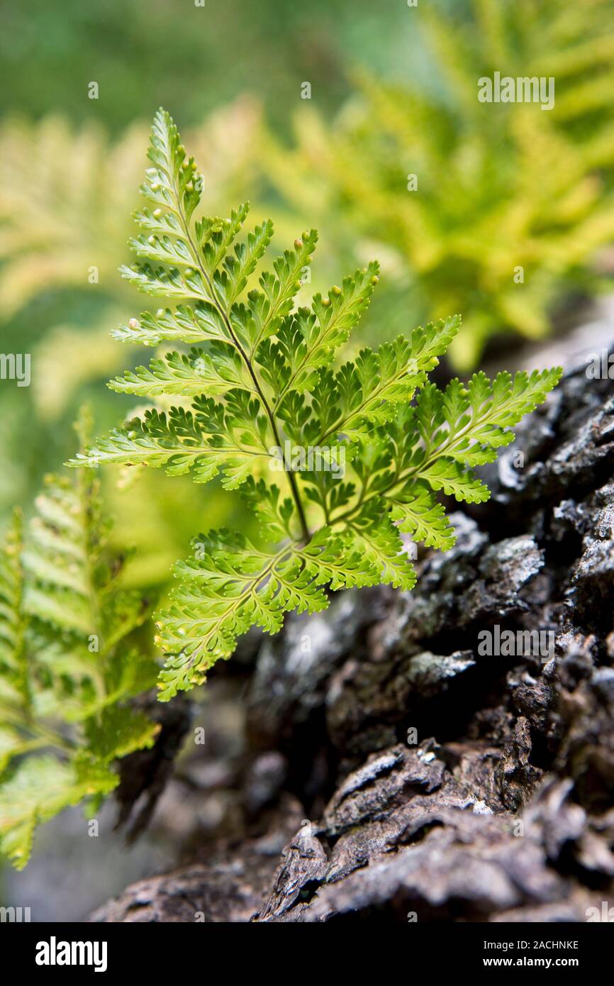 Canary island hare's foot fern (Davallia canariensis Stock Photo - Alamy
