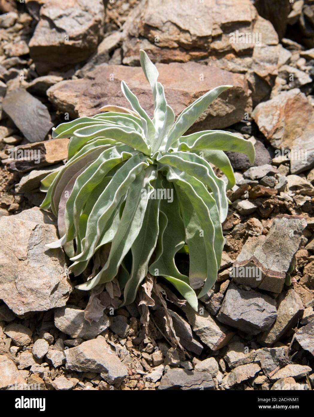 Madeira sea stock (Matthiola maderensis, blue). This plant is native to ...