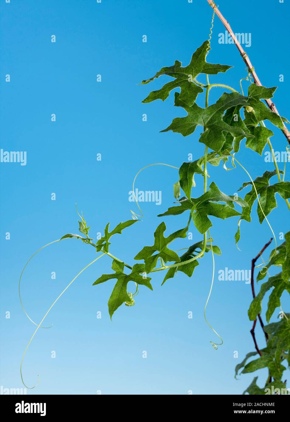 Red bryony (Bryonia dioica). The red bryony is a perennial climbing ...