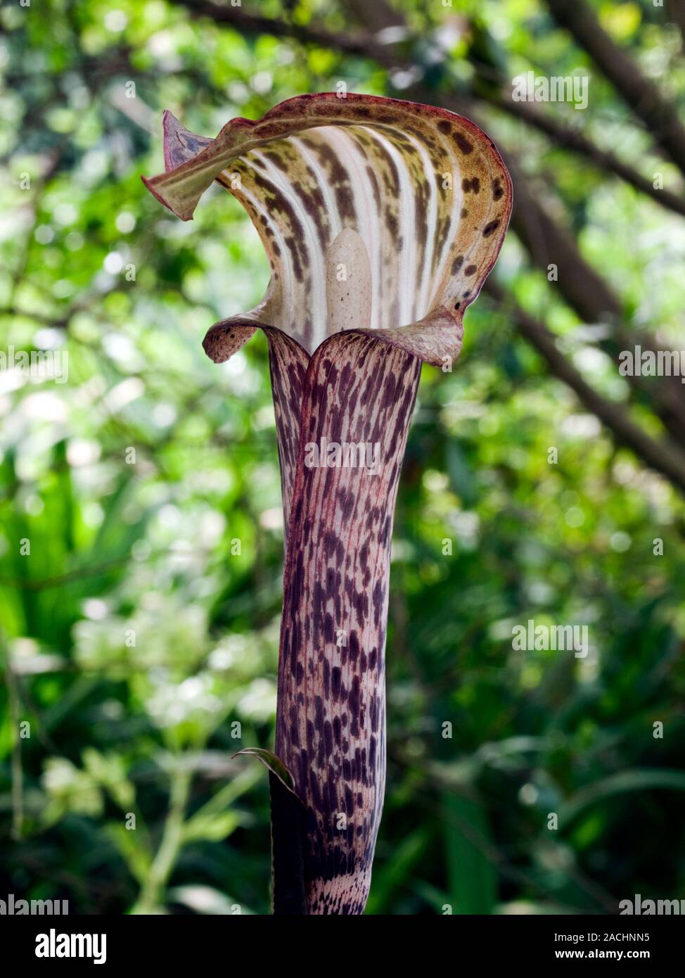Cobra lily (Arisaema nepenthoides) flower. This flower consists of a ...